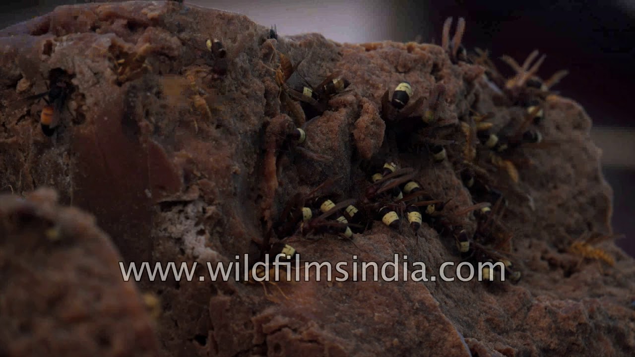 Swarm of Yellow paper wasps and Greater banded hornets on jaggery - YouTube