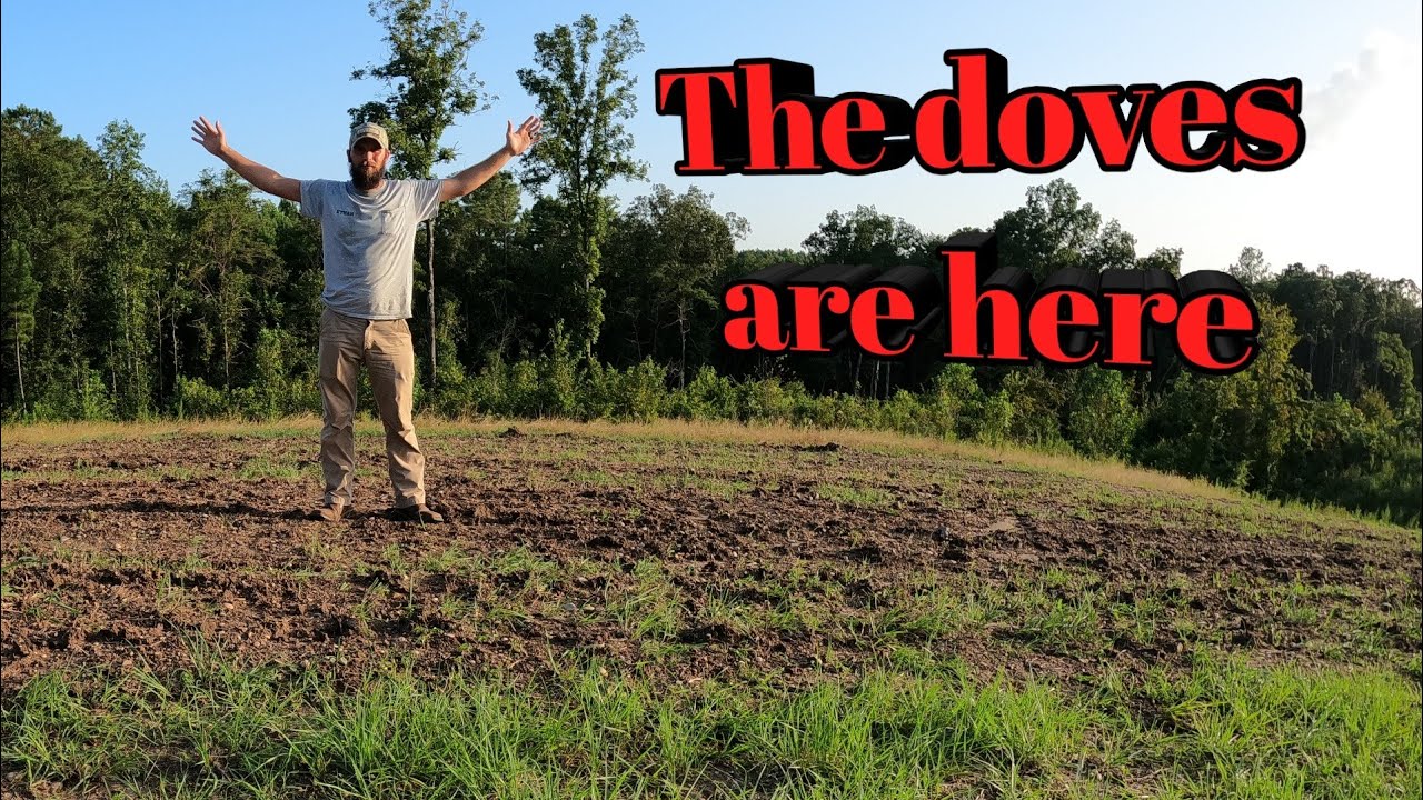 Dove field prep: update on the dove field and watching the dove's come ...
