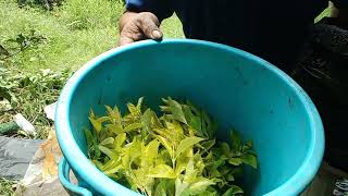 Simple Propagation from Cuttings Golden Duranta plants using sand/seedling bag