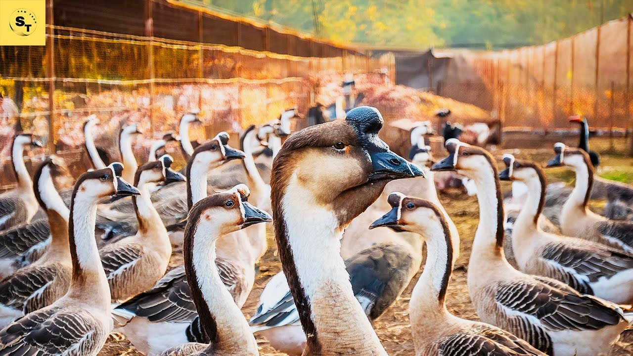 How Millions of Lion-Headed Geese Are Farmed By China Using Advanced ...