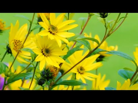 Beautiful Natural Flowers | Good morning status