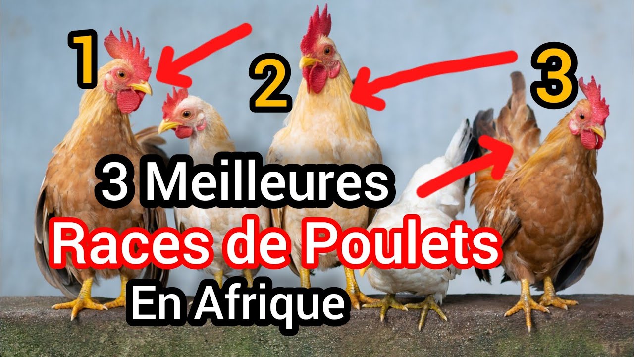 3 Meilleures races de Poulets à élever en Afrique. - YouTube