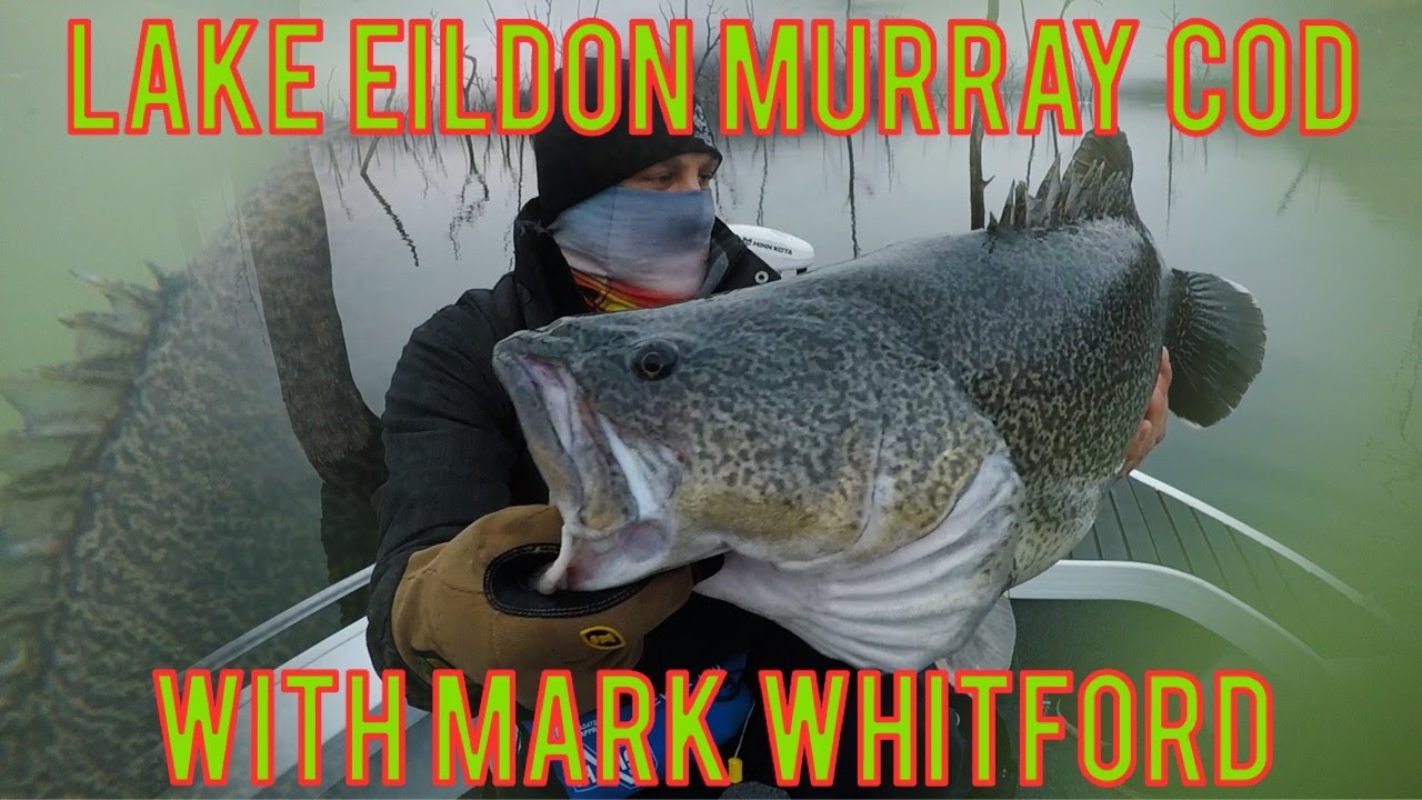 Lake Eildon Murray Cod with Mark Whitford - YouTube