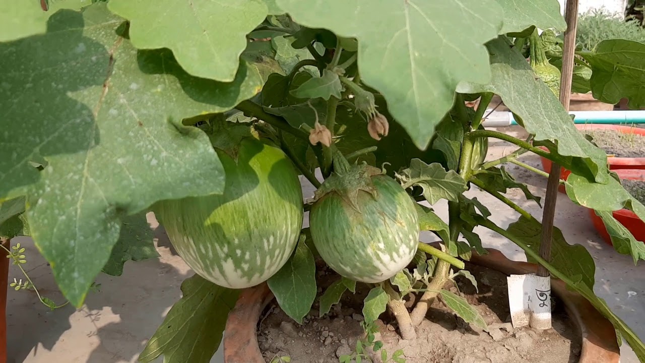 Folir feeding talking ফোলিয়ার ফিডিং বিষয়ের কিছু কথা। - YouTube