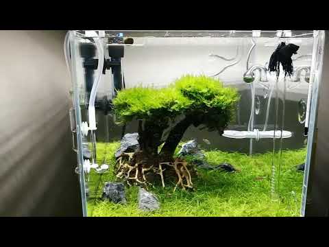 ADA 30C bonsai - YouTube