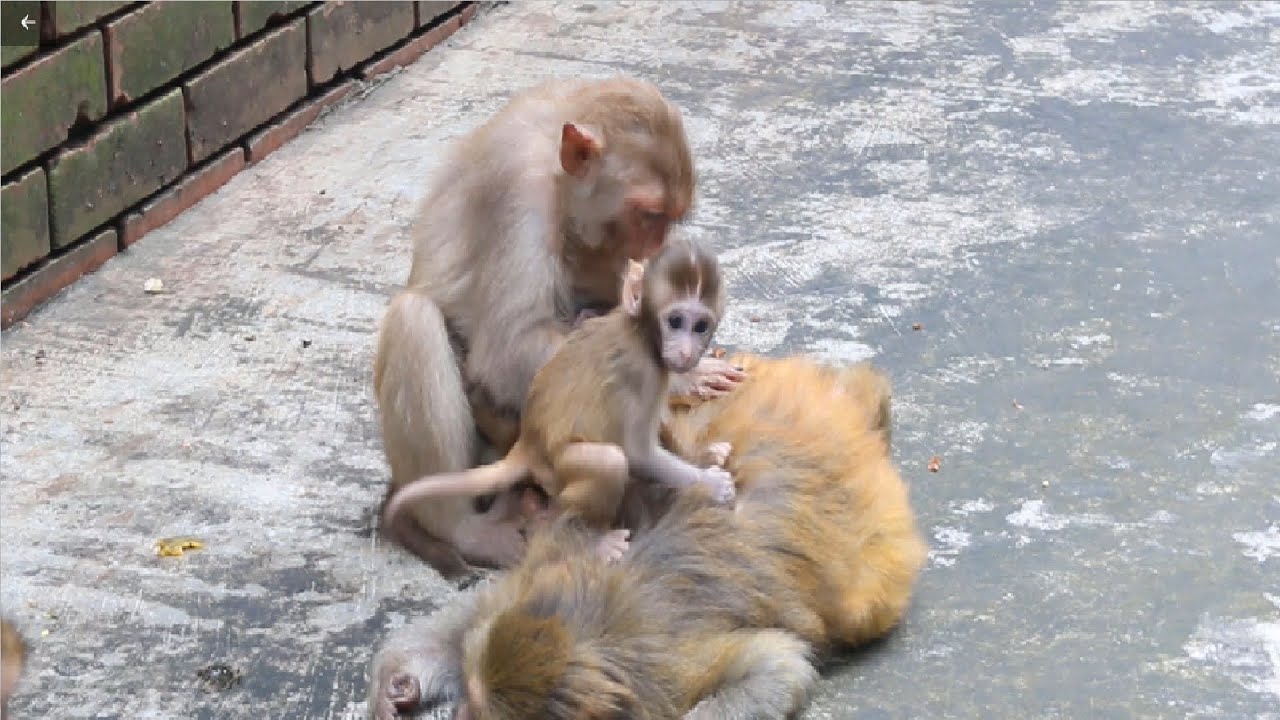BiBi monkey plays friendly with Mom & Dad||YoYo DC helps dad take care ...