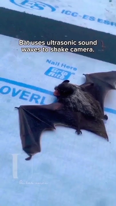 bat's produce ultrasonic sound waves #bats #echolocation # ...