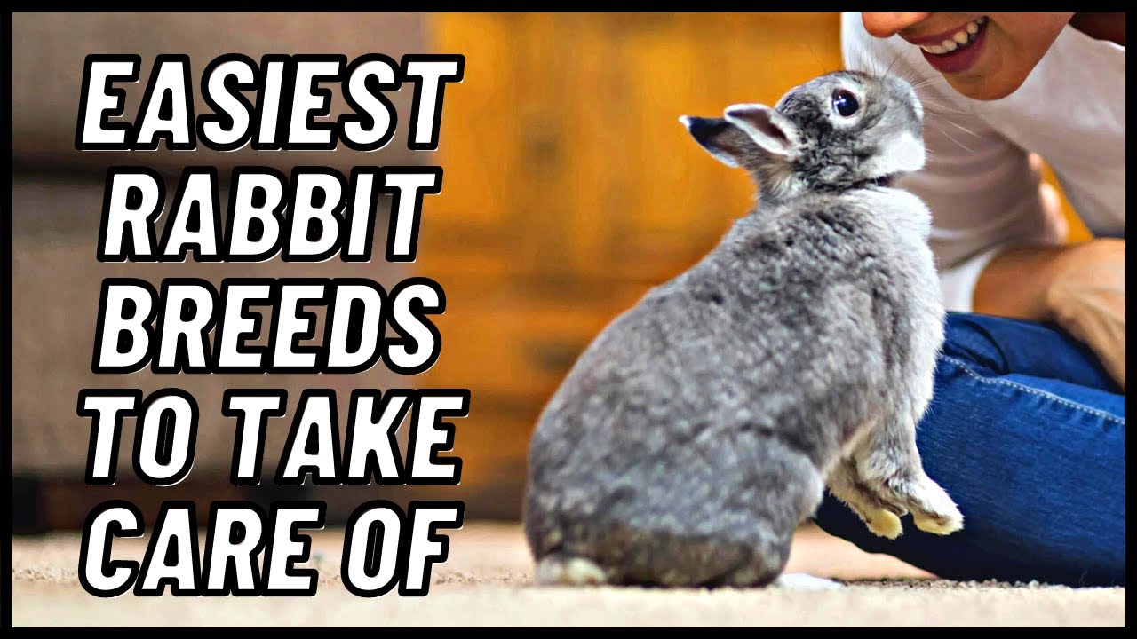 Easiest Rabbit Breeds to Take Care Of - YouTube