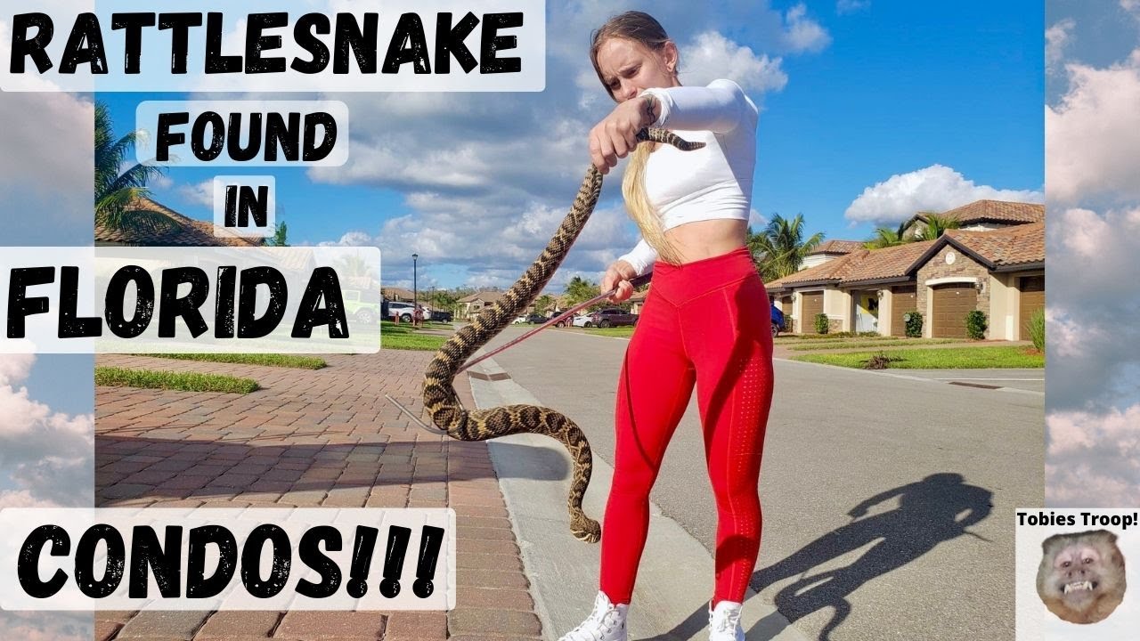 Rattlesnake found in Florida Condos!!! - YouTube