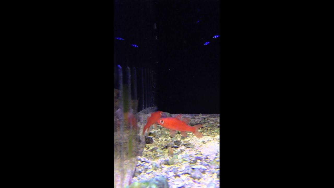 Red Stop Light Cardinalfish - YouTube