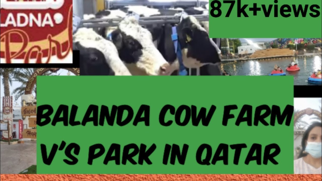 Balanda cow farm V's park in Qatar.87k views.3 hours ago # ...