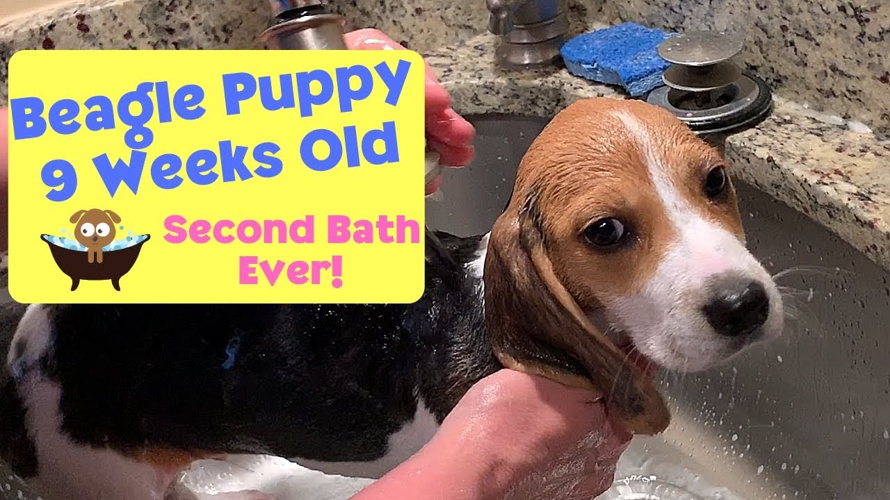 ArnieThe Beagle - Arnie's Second Bath - 9 Week Old Beagle Puppy! - YouTube