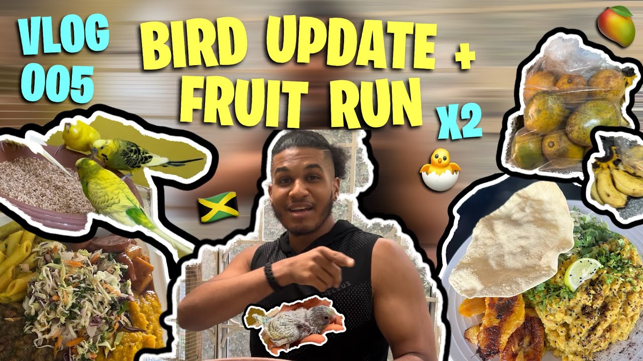 BIRD UPDATE + FRUIT RUN X2 ! 🐣🥭😎 | VLOG 005 | Gavin Davis - YouTube