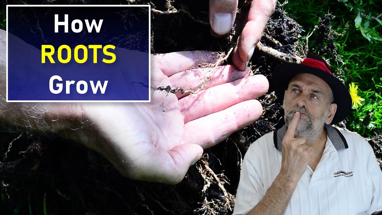 What Do Roots Do After You Transplant a Tree? - YouTube
