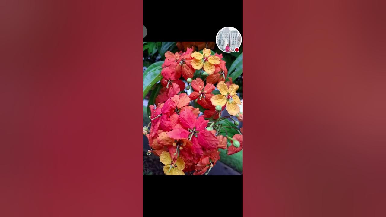 3RD TRY|WH UPDATE - YouTube