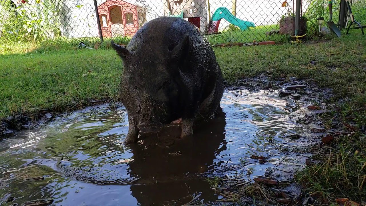 Potbelly pig rubs tummy in a mud puddle! Addie Acres - YouTube
