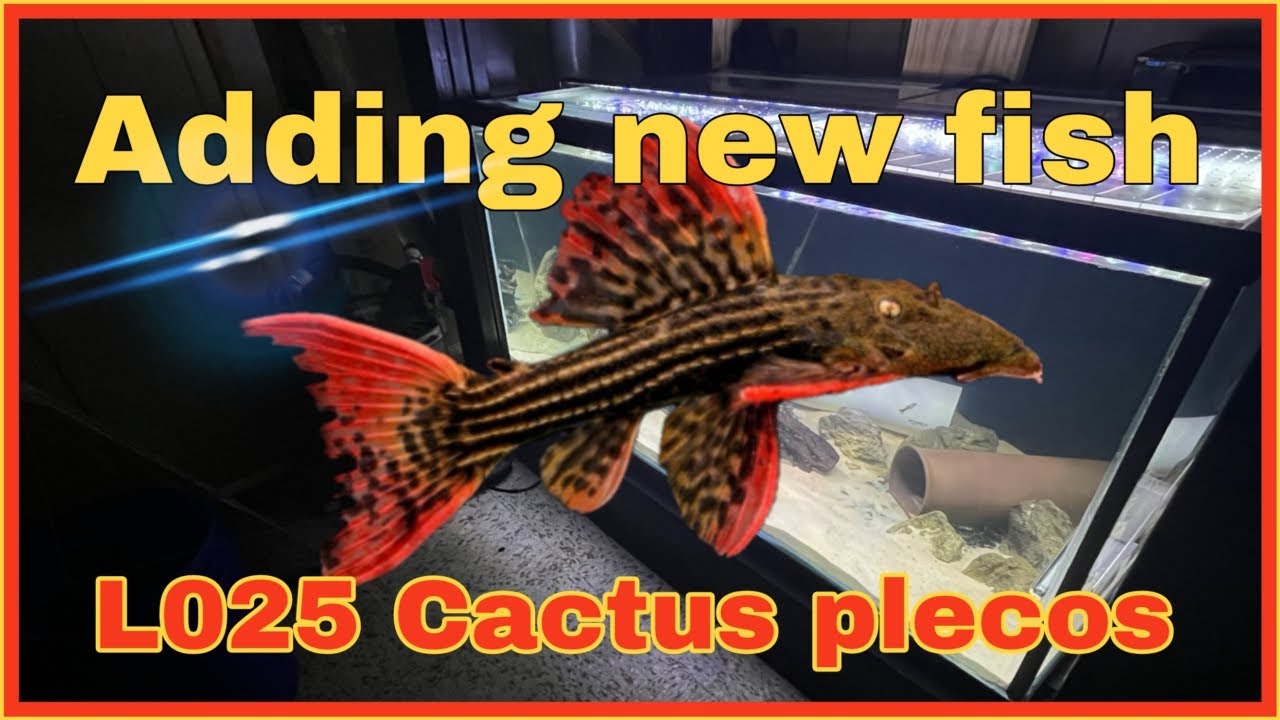 Addding my L025 Cactus Plecos to the 150g Aquarium - YouTube
