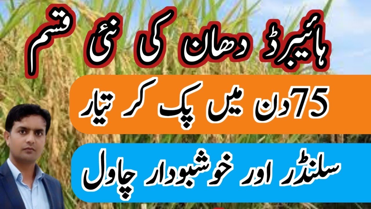 New hybrid rice variety 2024 | Short Duration hybrid rice | Aromatic ...