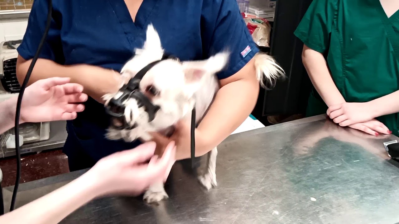 Student Practices Lateral Recumbency Restraint on Small Dog - SWBOCES ...