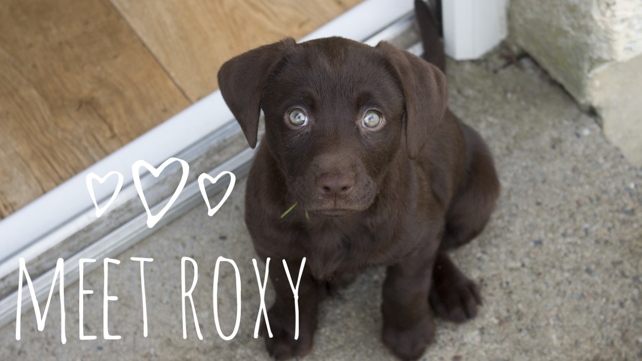 Meet Roxy Our New Puppy - Vlog / Short Film - YouTube