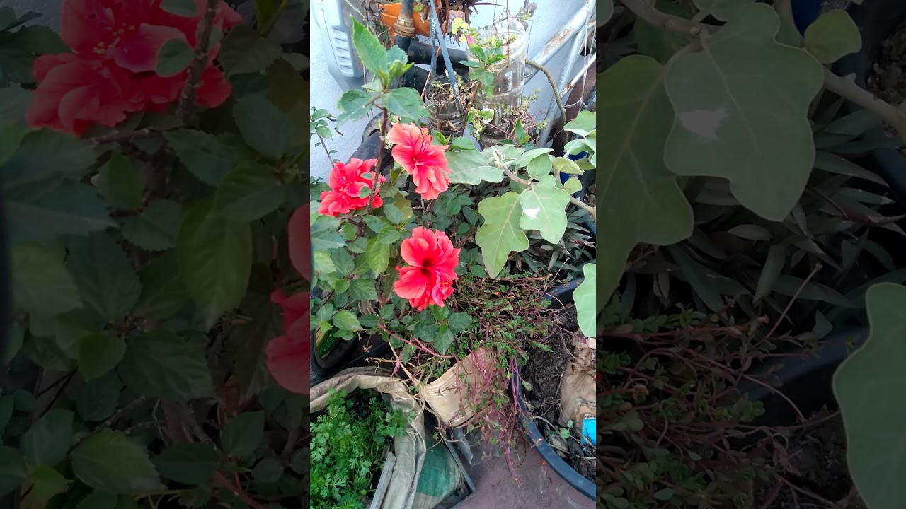 Gurhal Flower - YouTube