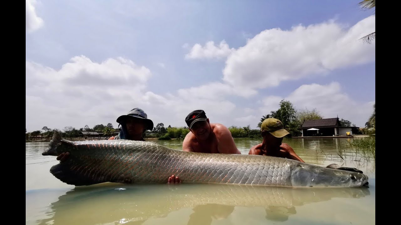 Arapaima Fishing in Thailand - YouTube