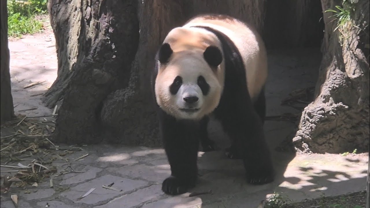푸바오 근황 🐼 쉬샹님 죽순 주세요 ㅠㅠ 죽순만 찾는 푸바오 Youtube