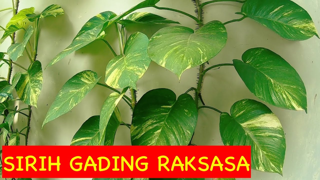 Tips Memilih Tanaman Merambat Dinding Yang Mudah Perawatannya - YouTube