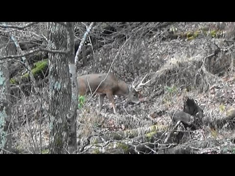 20 Inch Inside Bow Buck 2024 - YouTube