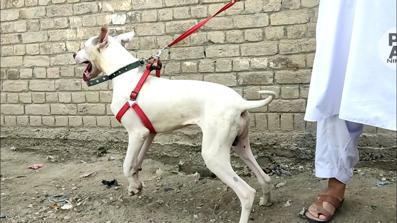 Kohati Gultair with price and number | Kohat dogs market | kohat dogs ...