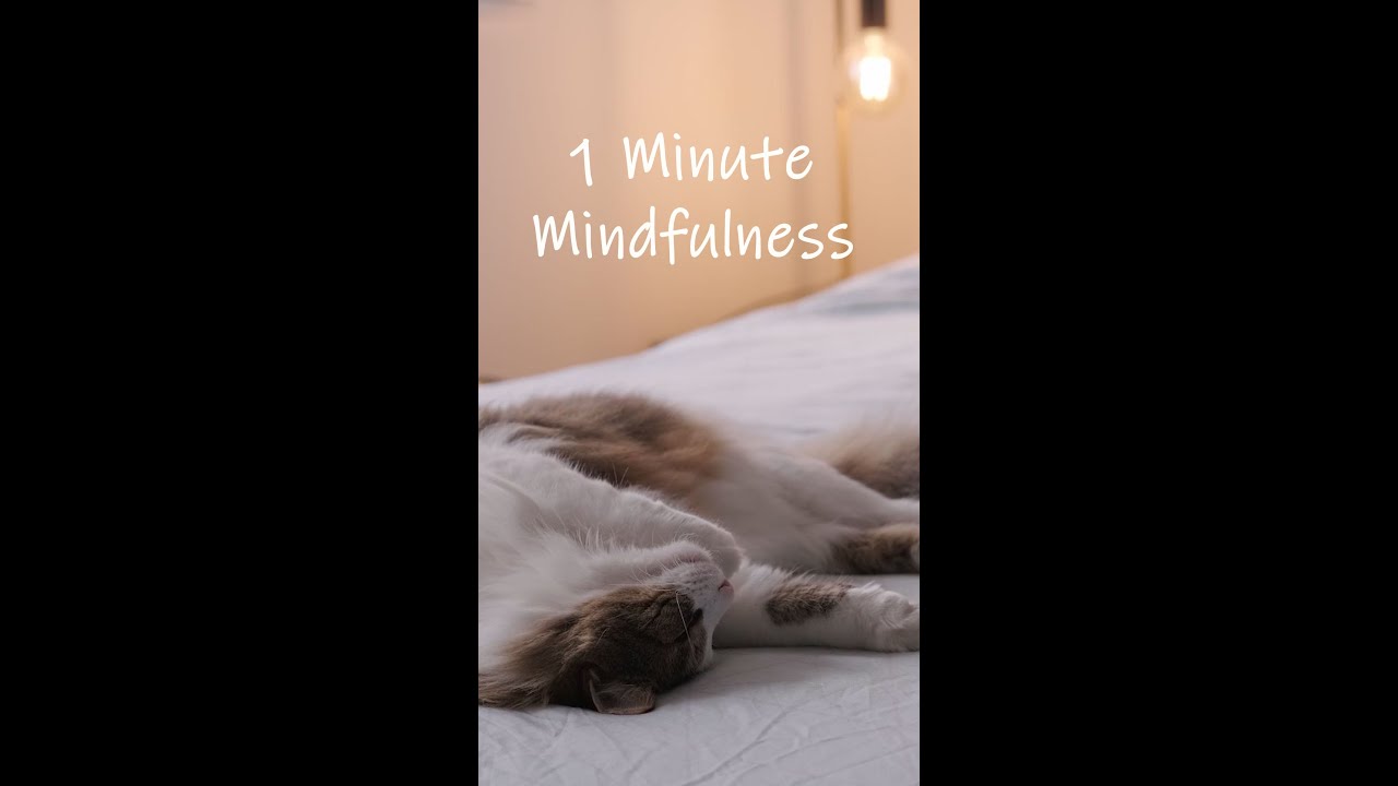 1 Minute Daily Mindfulness - Sleeping Cat for Deep Calm and Relax - YouTube