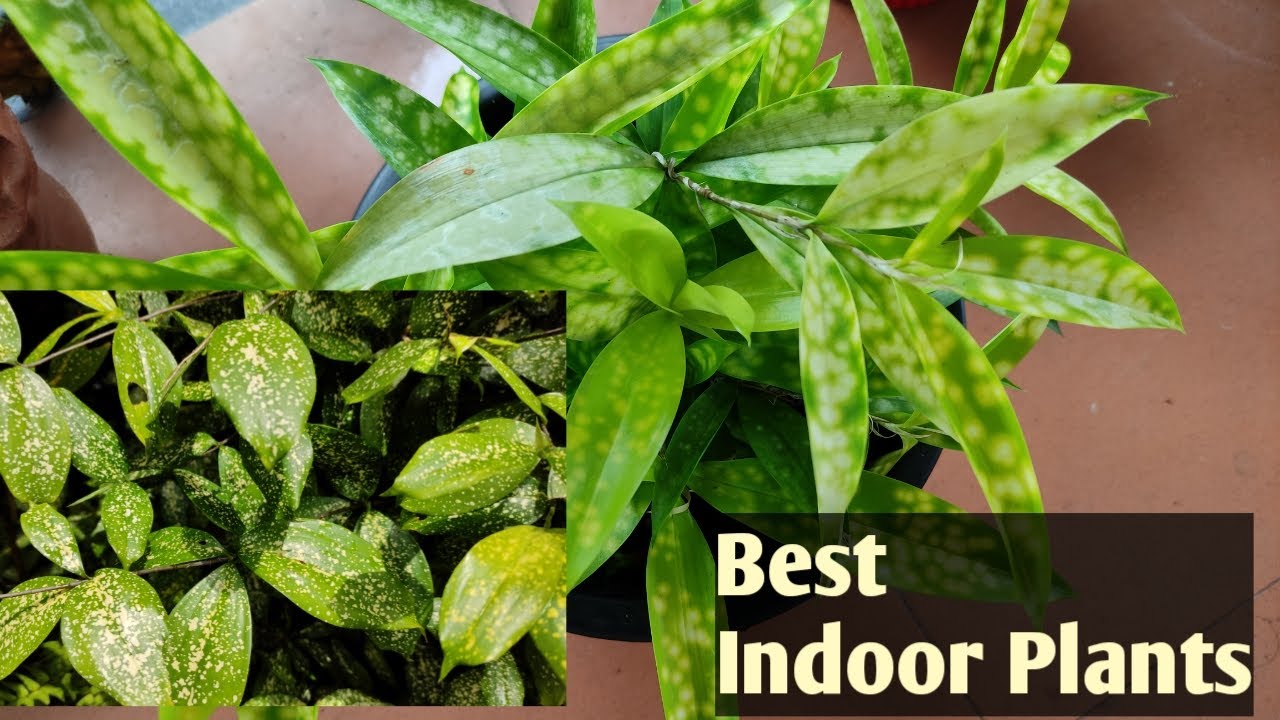2 അടിപൊളി Indoor Plants കാണാ൦| Milky Bamboo& Florida Beauty Care ...