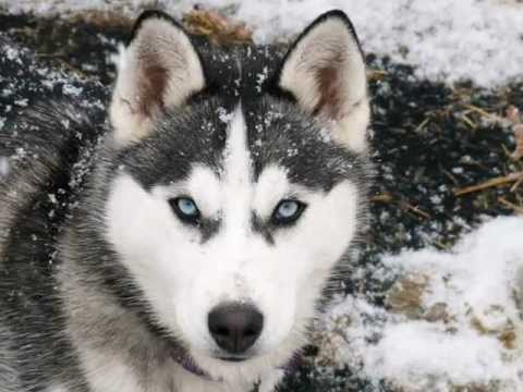 Antarctica - Small tribute to sled dogs. - YouTube