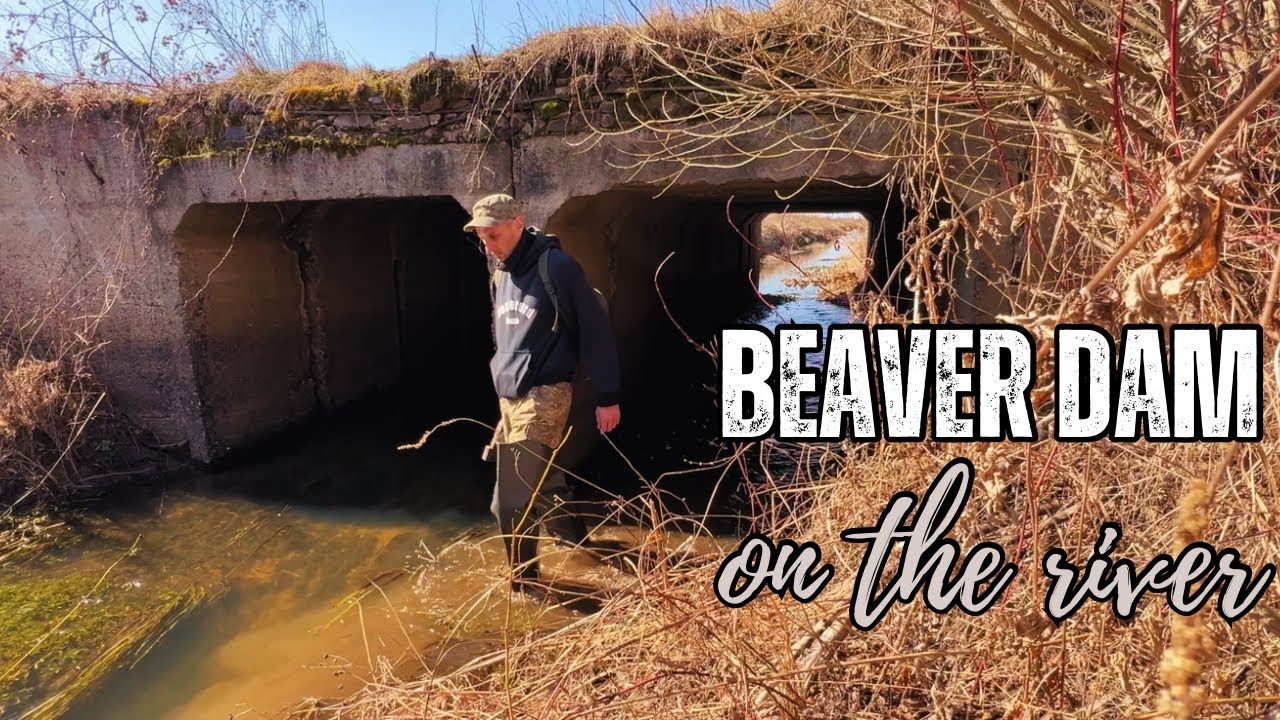 Breaking a Beaver Dam – Clearing a Small River! - YouTube