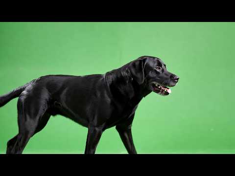 Dog Green Screen - Free Download