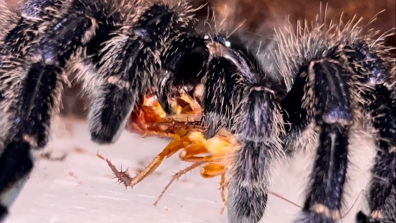 Purple pink toe tarantula (Avicularia purpurea) feeding red roach - YouTube