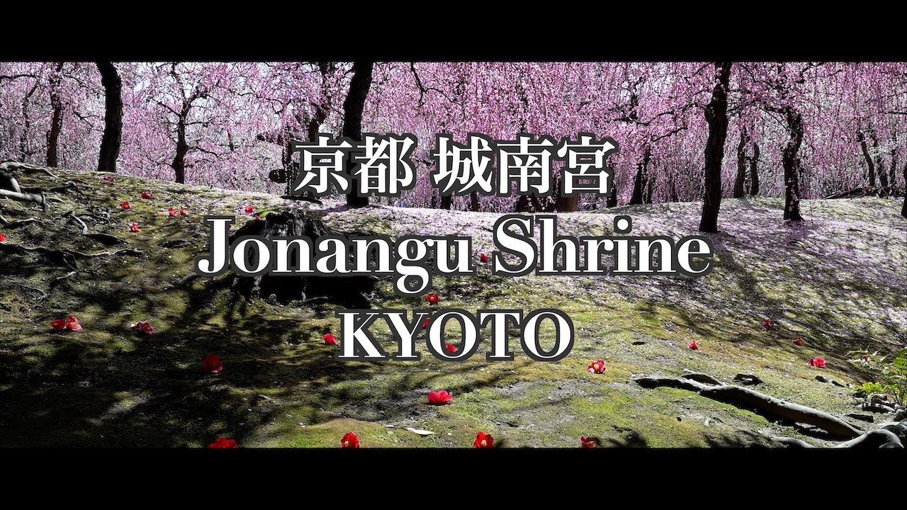 【京都】城南宮の梅と椿/Plum and camellia flowers at Jonangu Shrine in Kyoto 2025 ...