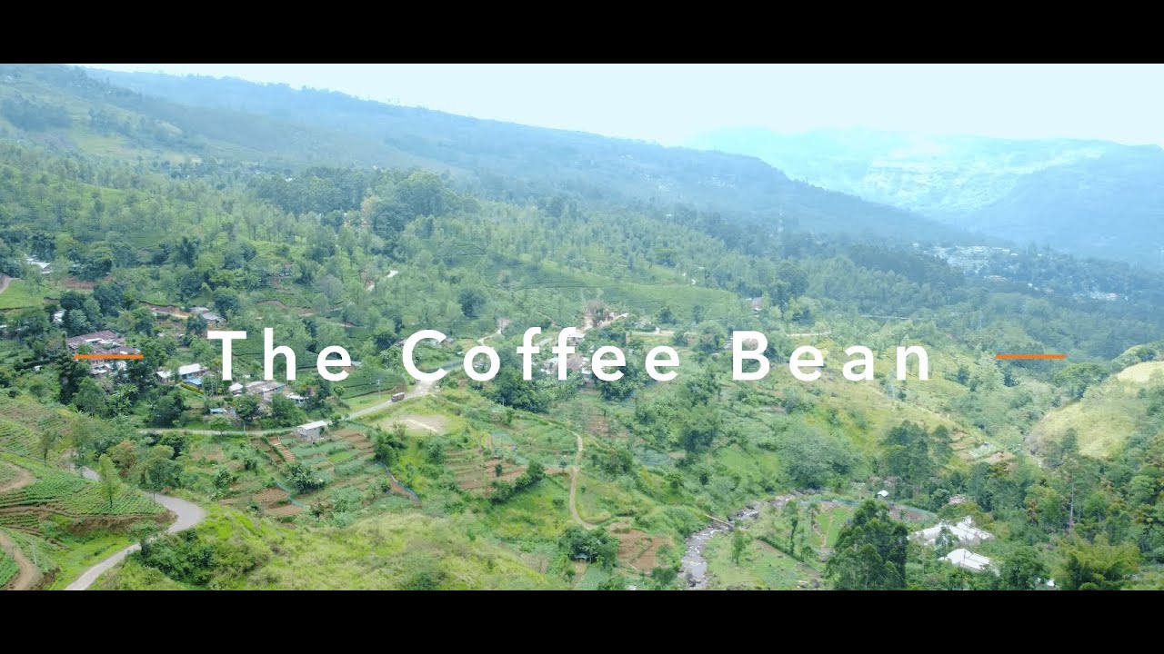 Coffee Modules Episode 02 -The coffee bean - YouTube