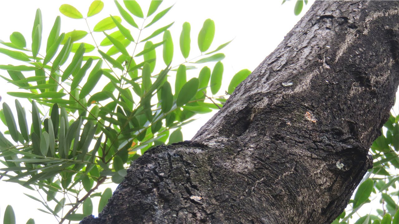 Paradise tree - (Simarouba glauca) Caribbean Tree | Zoa Piante - YouTube