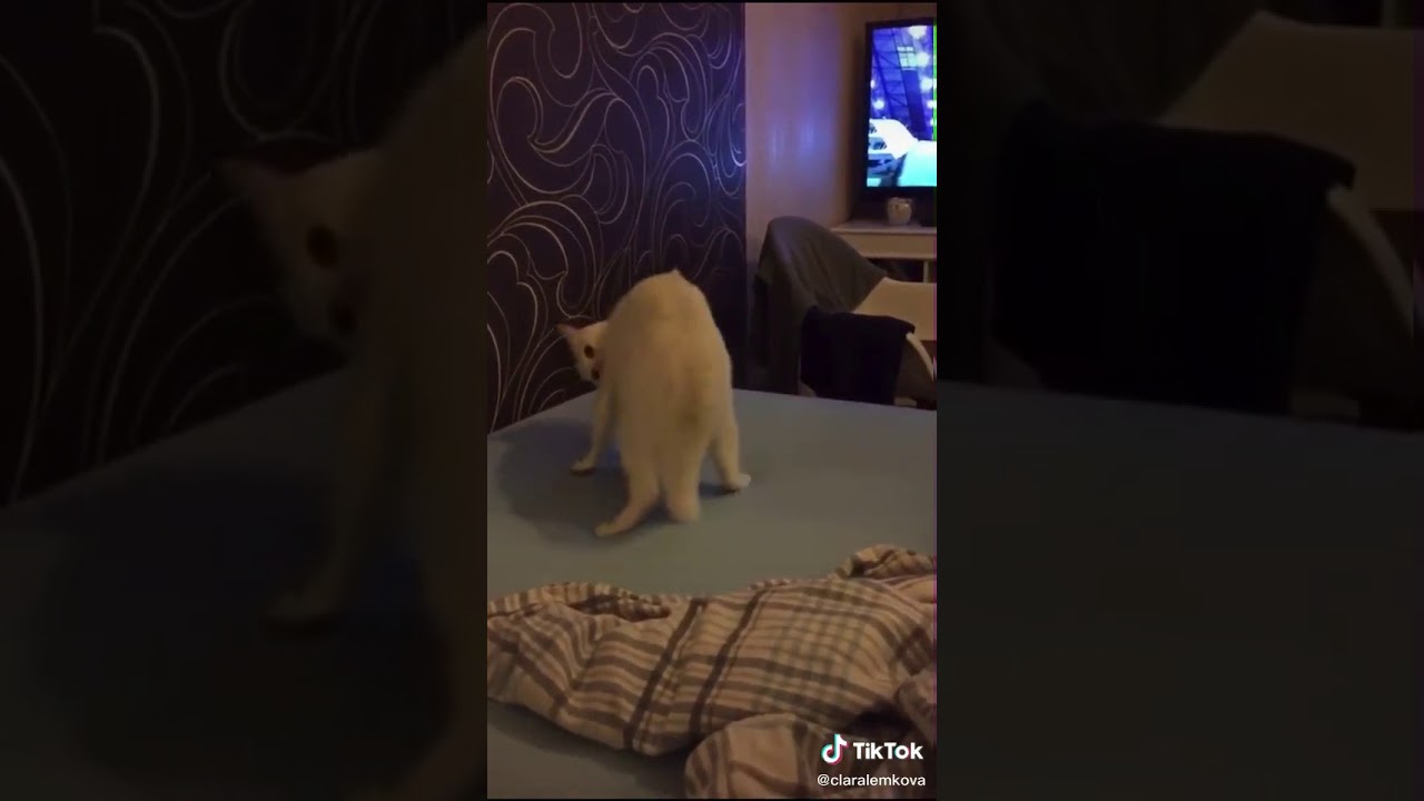 Tiktok Brasil Youtube