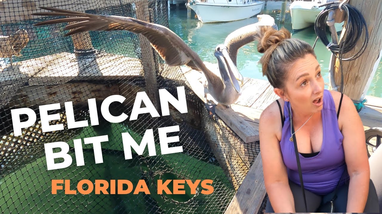Florida Keys Pelican bit me!!! Ouch! - YouTube