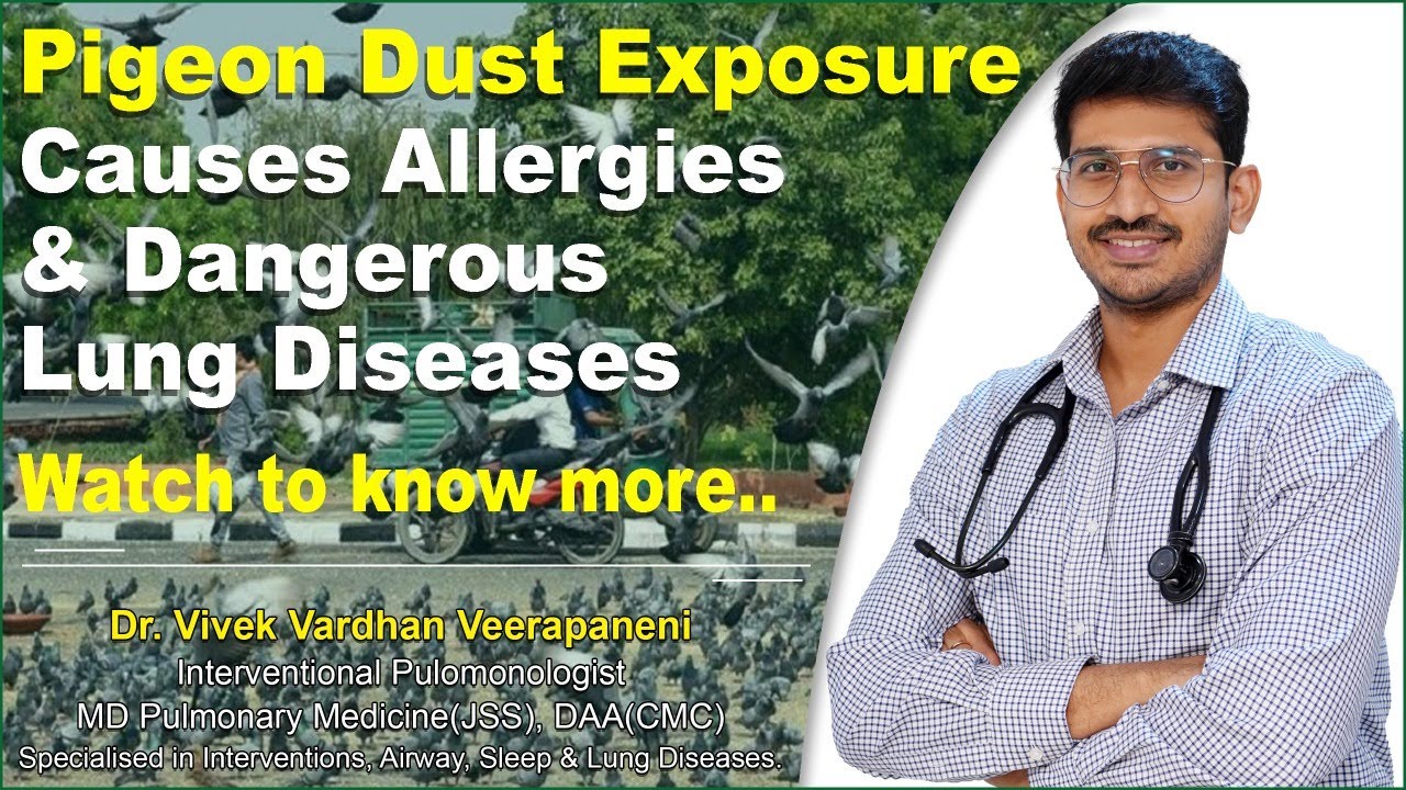 What Happens When We Inhale Pigeon Dust and Dirt | Allergies, and Lungs ...