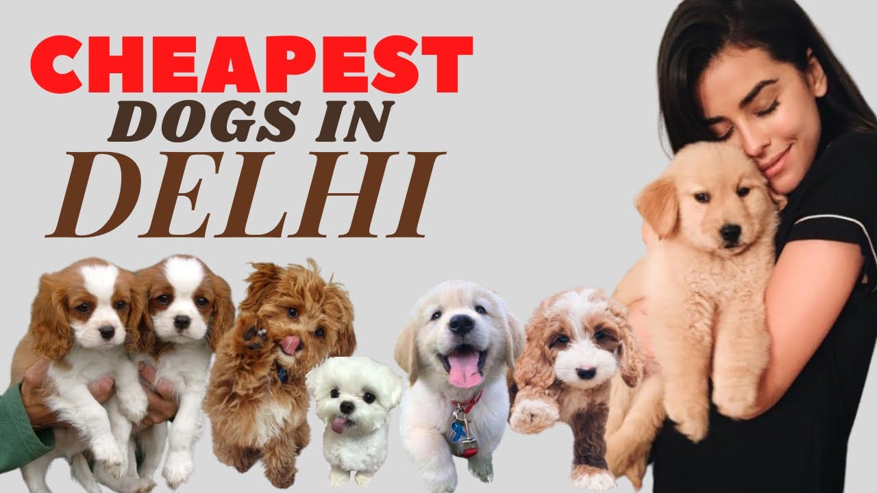 CHEAPEST Dogs 599 Part 2 YouTube cheapest-dogs-599-part-2-youtube