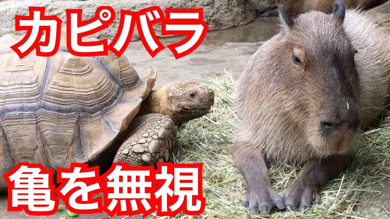 カピバラ★神戸どうぶつ王国★かわいそうなカメ★Capybara★Poor turtle★Kobe Animal Kingdom in Japan - YouTube
