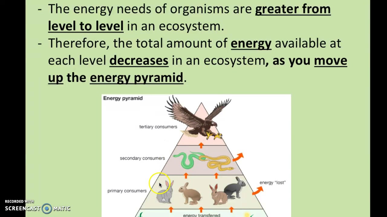 Eco 5 Ecological Pyramids - YouTube