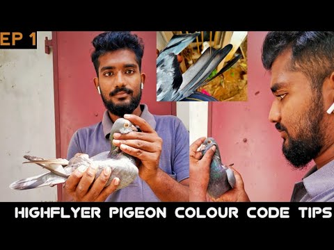 Highflyer Pigeons Colour Tips | Parava Pigeon Colours | EP 1 ...