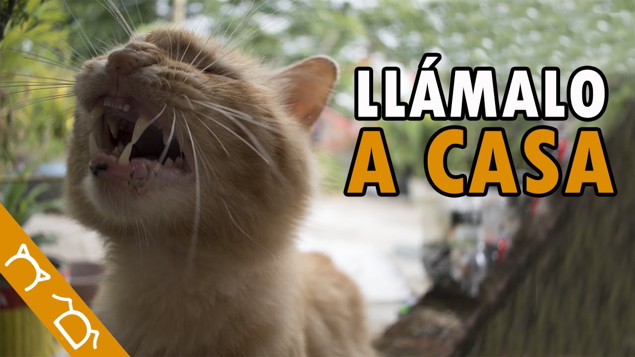 Sonidos De Gatos Maullando Para Que Tu Gato Venga | Sounds To Make Your ...