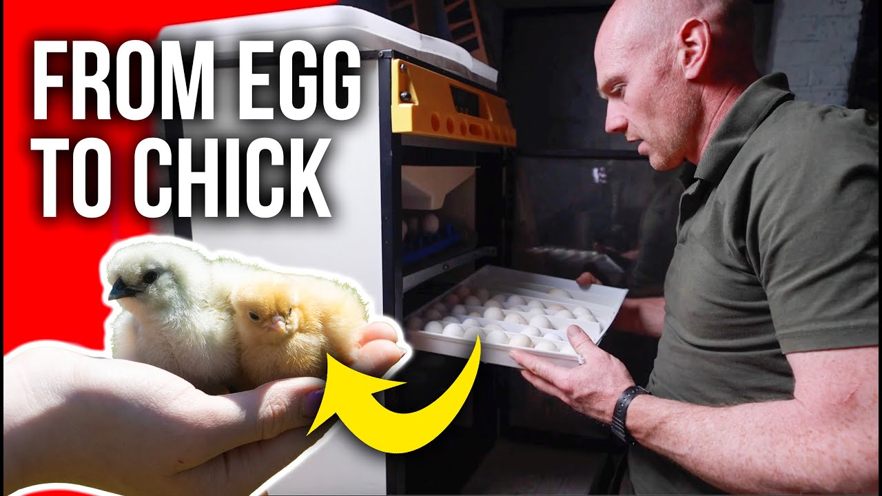 LET'S HATCH SOME CHICKS! - Incubating EGGS Start to Finish - YouTube