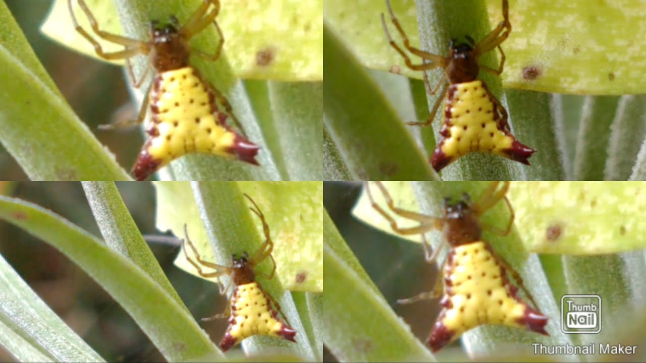 Aranha Triangular, Arrow-shaped Micrathena spider - YouTube