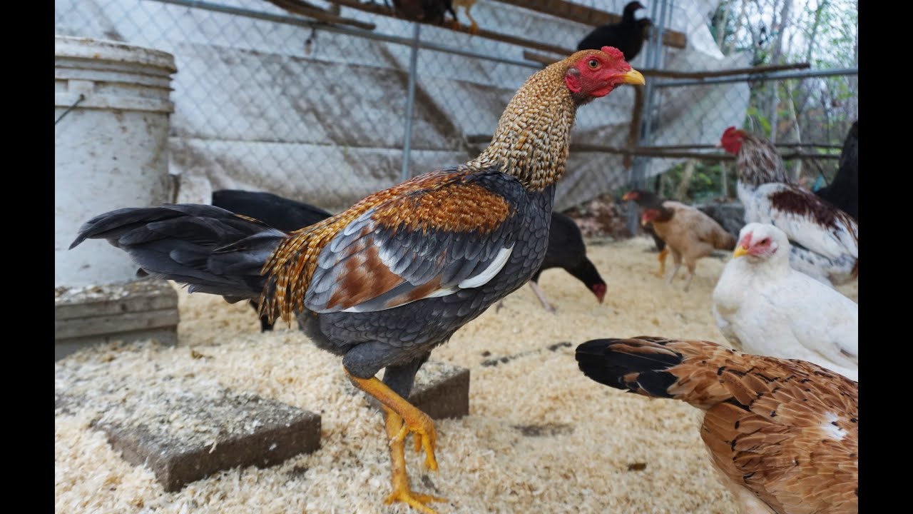 Asils in their pen - Aseels, Asil ~ 2022 - YouTube